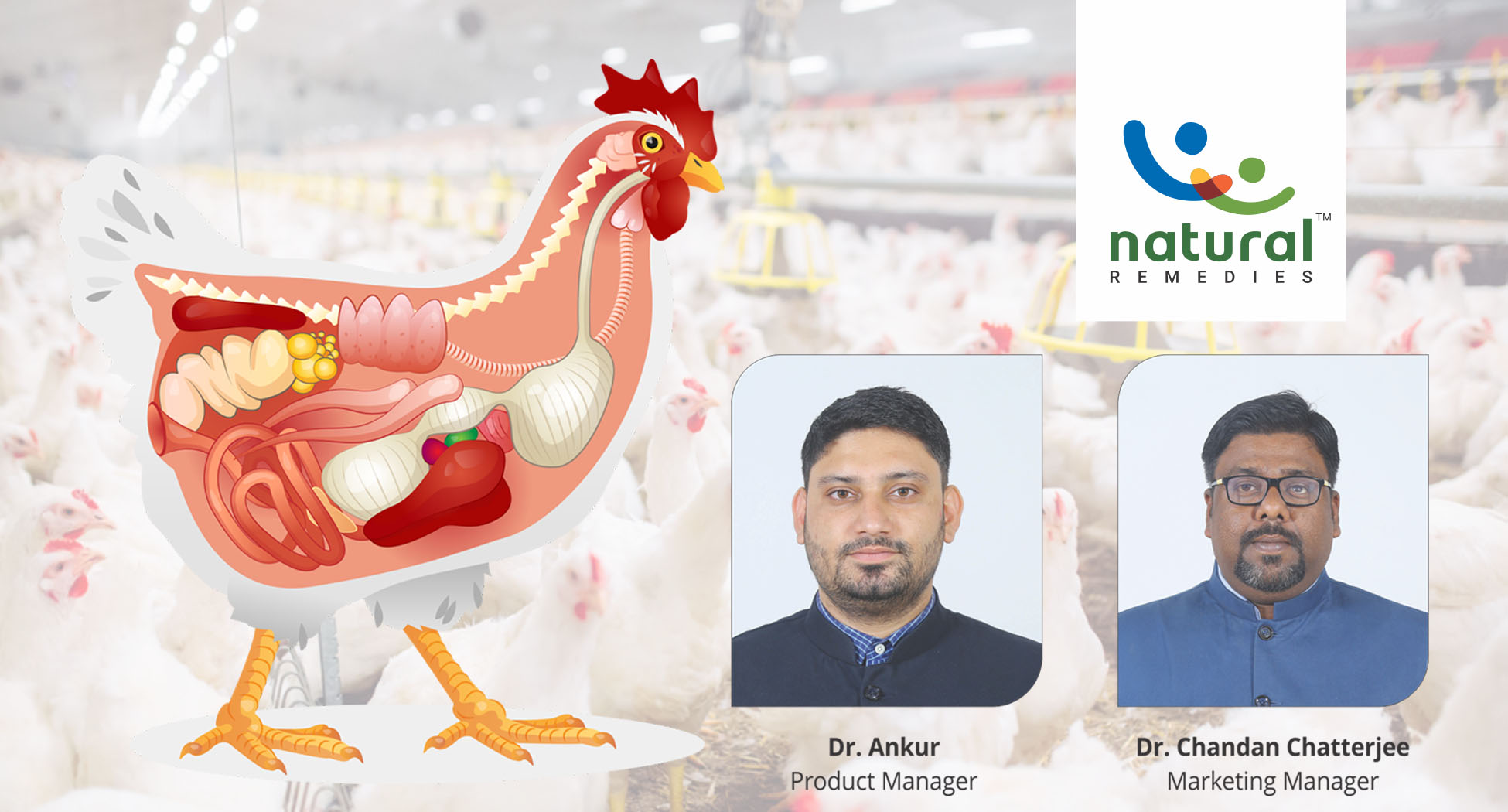 Folliculogenesis In Poultry | Poultry TRENDS