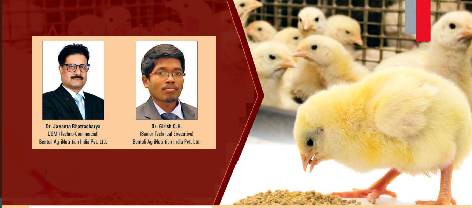 Good Physical Quality of Pellet Feed- Important for Commercial Broiler ...