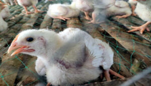 Respiratory Diseases in Poultry: Prevention and Treatment | Poultry TRENDS