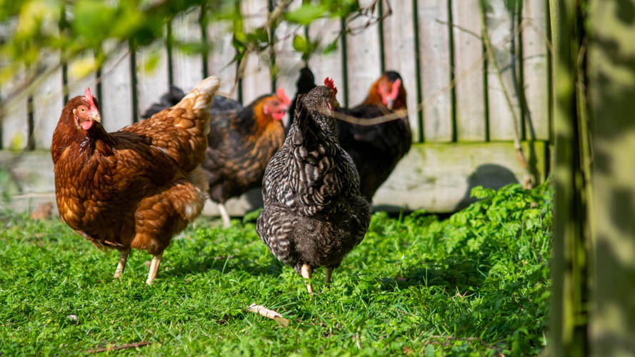 Control Measures For Intestinal Parasites In Backyard Chicken Flocks ...