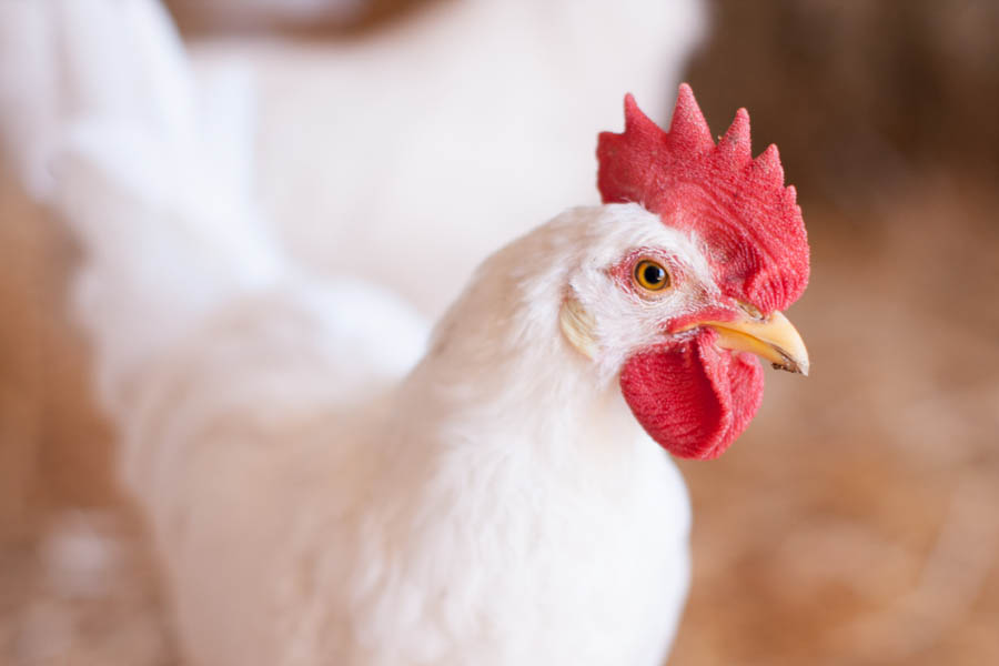 Prevention of CRD & C-CRD - Essential in Poultry | Poultry TRENDS
